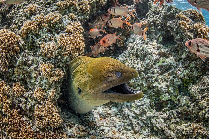 Introductory Scuba Diving Experience in Bora Bora - Practical Details & Considerations