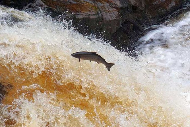 Invergordon Cruise Excursion - Castle ,Whisky and History Tour - Guided Tour