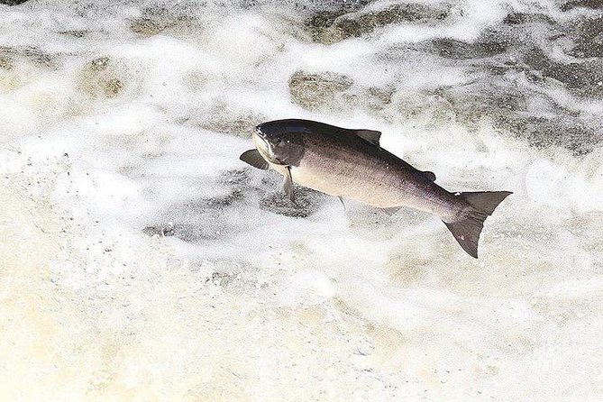 Invergordon Port PRIVATE TOUR 16 Passengers MAXIMUM - Cawdor Castle