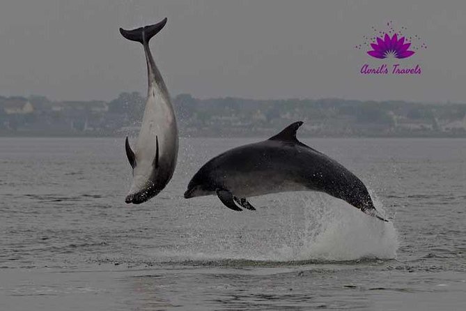 INVERGORDON PORT Tour Dunrobin, Dornoch & Distillery - Experiencing the Falconry Display