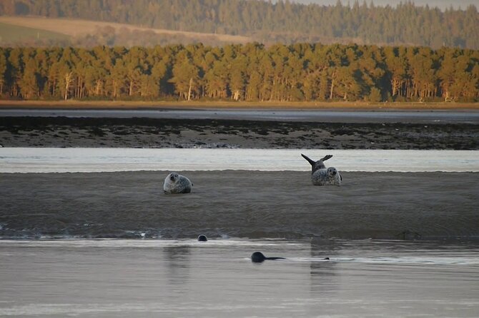 Invergordon Shore Excursion Dunrobin Castle Dornoch Loch Fleet - Guest Experiences and Feedback