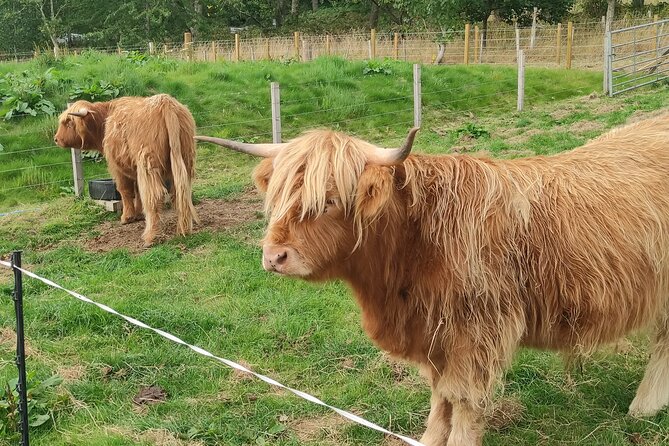 Invergordon Shore Excursion Highland Bucket List Tour - Exceptional Customer Experiences