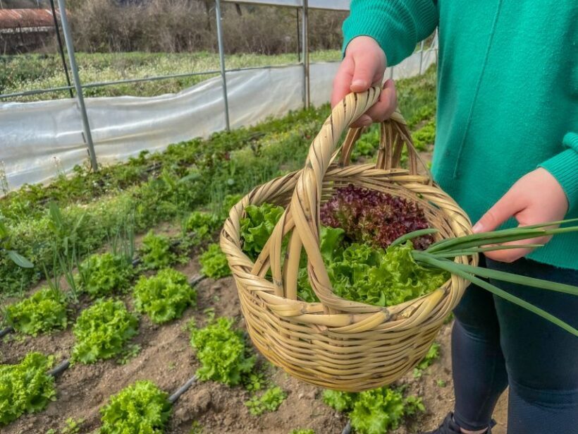 Ioannina: East Zagori Farming Experience & Cooking Class - Practical Details and What to Know