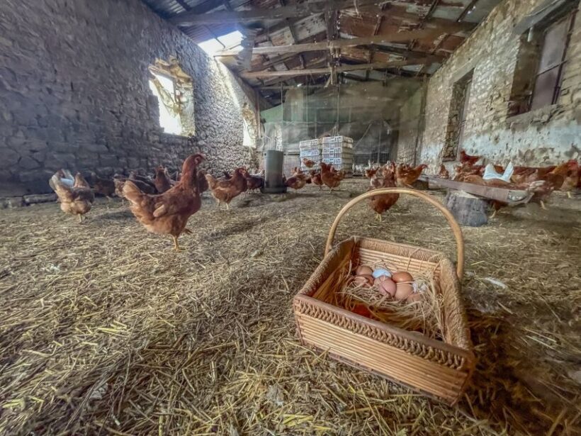 Ioannina: East Zagori Farming Experience & Cooking Class - Final Thoughts