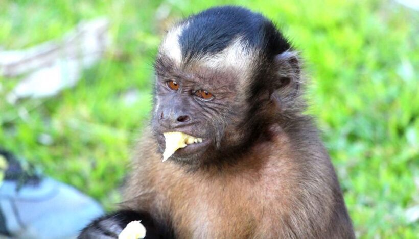 Iquitos: 2 Days and 1 Night Guided Amazon Jungle Tour - Day 1: From City to Jungle Heights