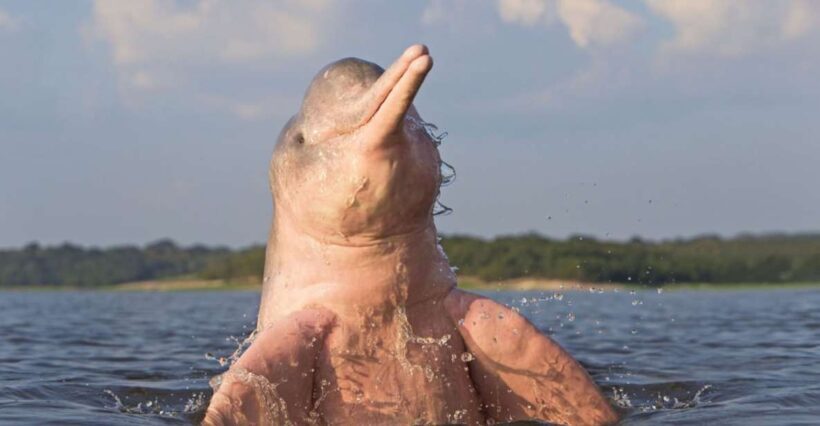 Iquitos: 3 Days and 2 Nights Guided Amazon Jungle Tour - An In-Depth Look at the Tour Experience