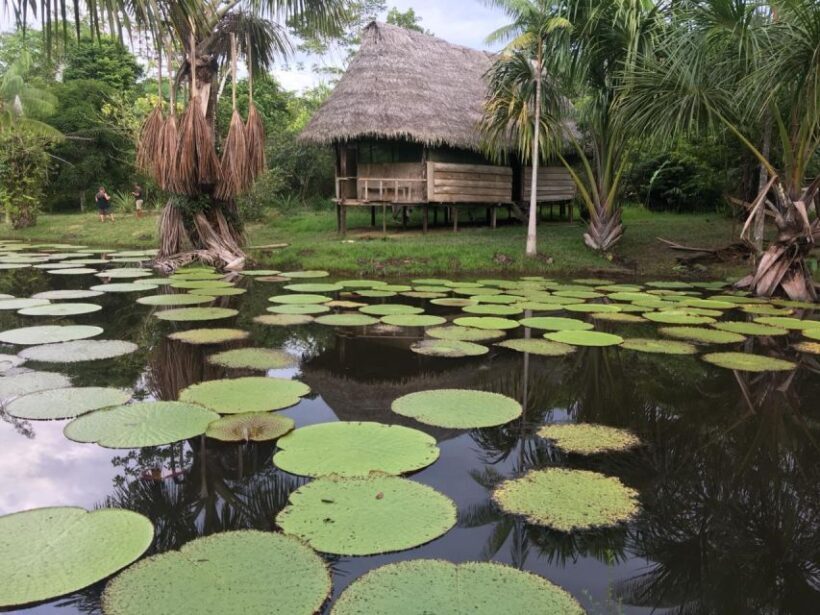 Iquitos: 3 Days and 2 Nights Guided Amazon Jungle Tour - The Sum Up
