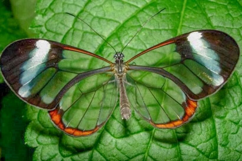 Iquitos: 6-Hour Amazon River Tour w/ Belén & Butterfly Farm - The Itinerary: What You Can Expect on This Amazon Adventure