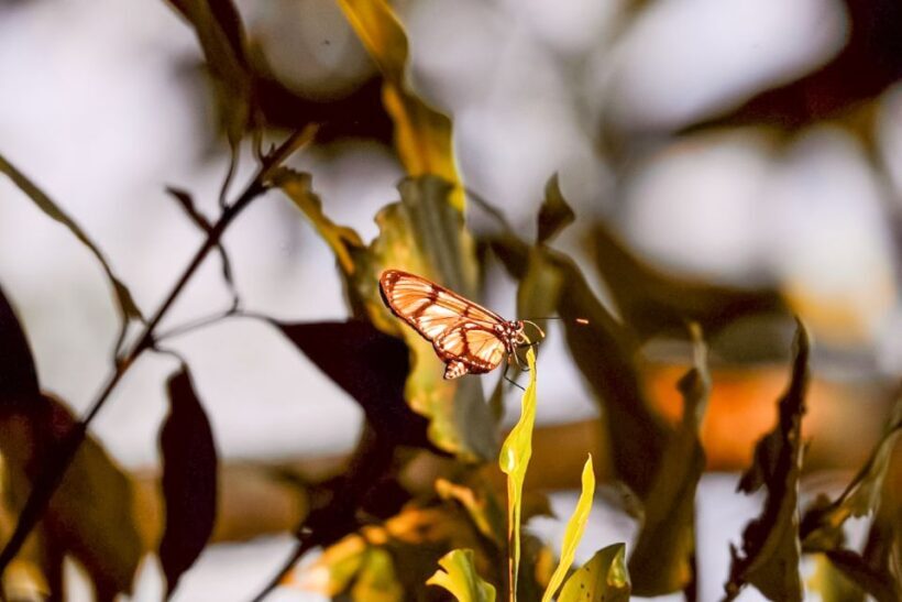 Iquitos: Amazon River Full Day Guided Tour - The Value Proposition