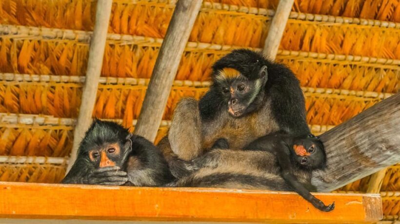 Iquitos : Amazon Two-Day Adventure - Who Will Love This Experience?