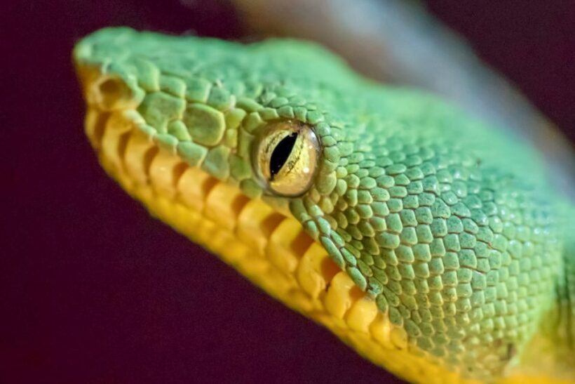 Iquitos: Full Day Pacaya Samiria National Reserve Tour - An In-Depth Look at the Pacaya Samiria Tour Experience