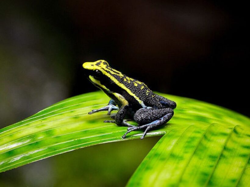 Iquitos: Full-Day Poisonous Frogs Valley Tour - An In-Depth Look at the Poisonous Frogs Valley Tour
