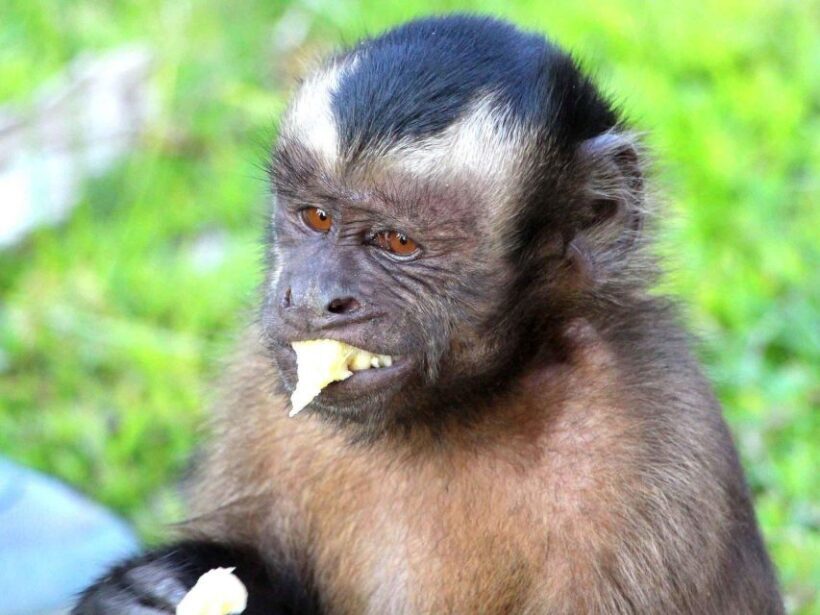 Iquitos: Incredible 4-Day Amazon Tour - Authentic Experiences and Insights from Reviews