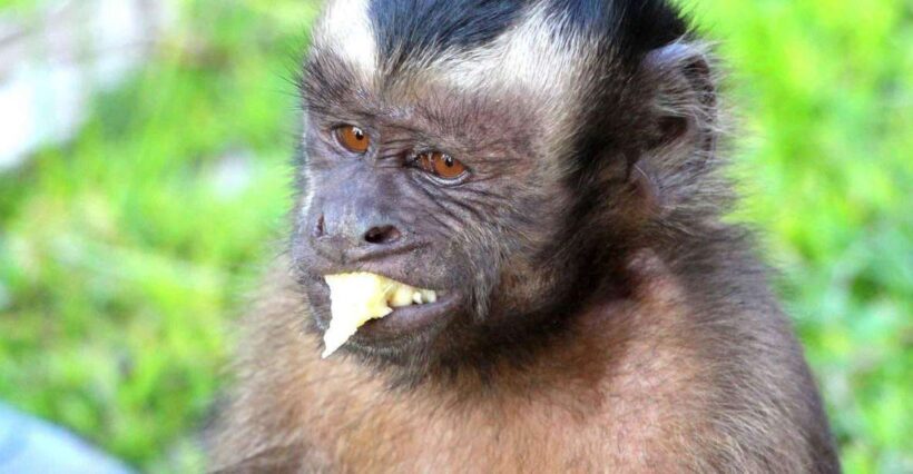 Iquitos: Incredible 4-Day Amazon Tour - Why This Tour Offers Good Value