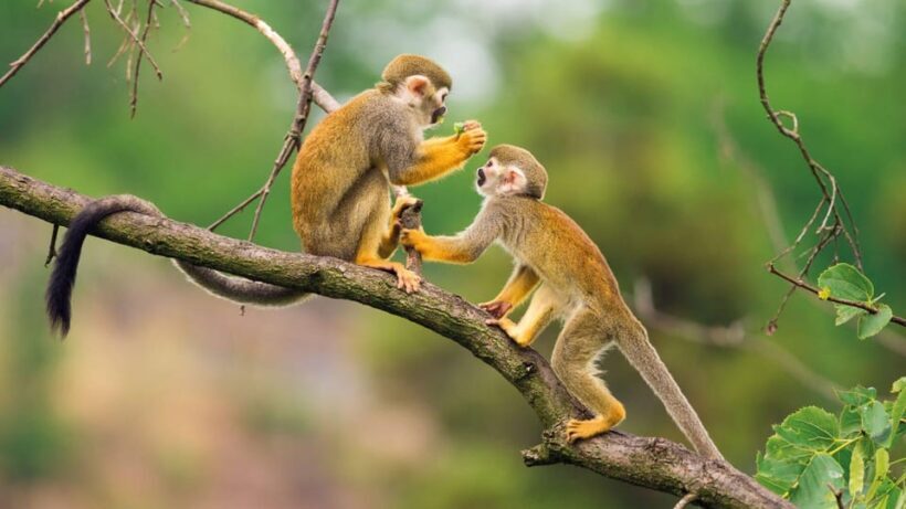 Iquitos: Tour of the northern Amazon in 3 days - Final Thoughts