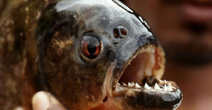 Iquitos: Visit the Exotic Belén Market + Venice Loretana - Key Points