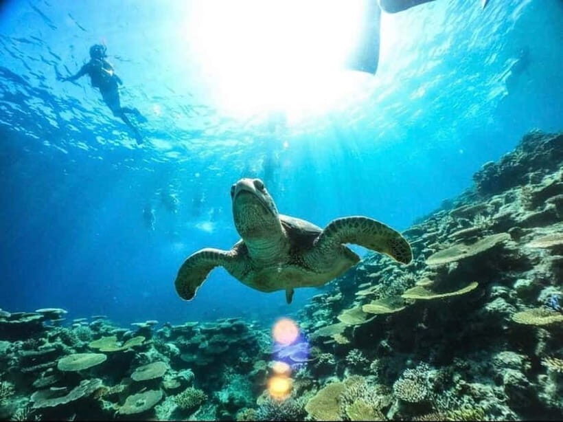 Iriomote: Boat Snorkeling Tour at Barasu Island - An Introduction to the Experience