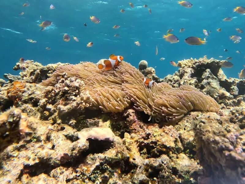 Iriomote: Coral Snorkeling and Yubujima Sightseeing Tour! - Tour Highlights