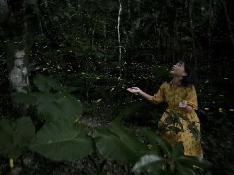 Iriomote Island Limited Time Yaeyama Firefly Viewing Tour - A Closer Look at the Tour Experience