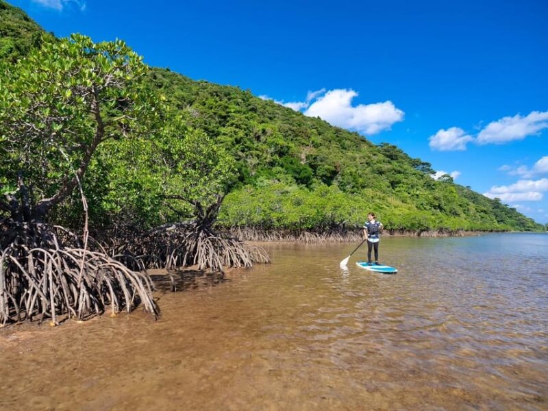Iriomote Mangrove SUP and Snorkeling at Coral Island - Safety and Requirements