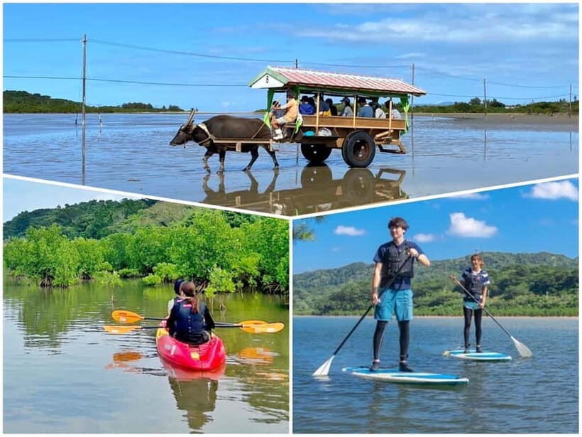 Iriomote: Mangrove SUP or Canoe and Yubujima sightseeing - Key Points