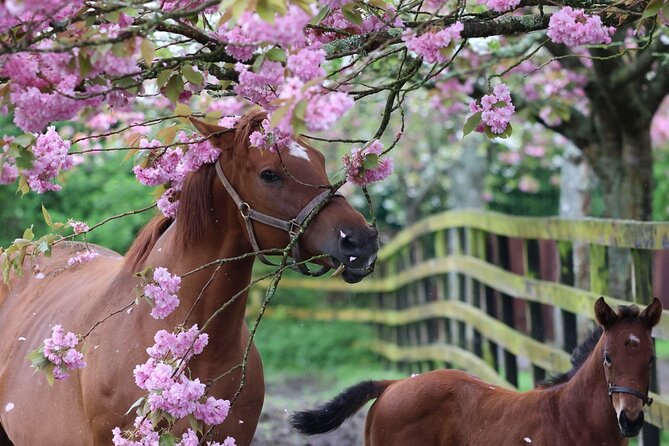 Irish National Stud & Gardens Skip the line Entrance - The Sum Up