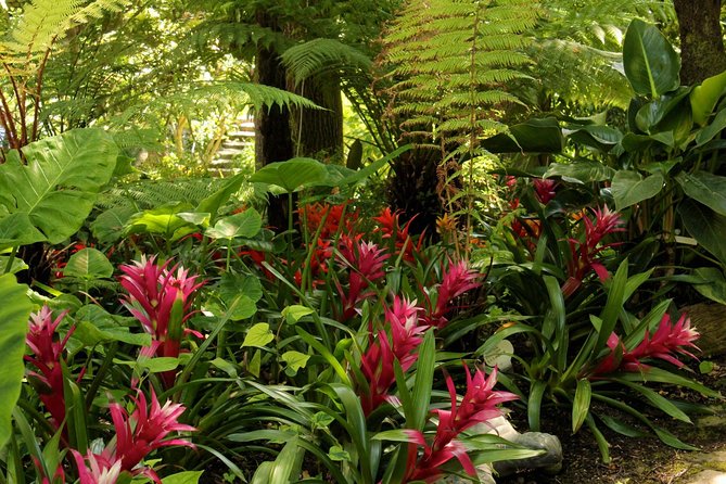 Ischia and La Mortella Gardens - Real Traveler Insights and Practical Tips