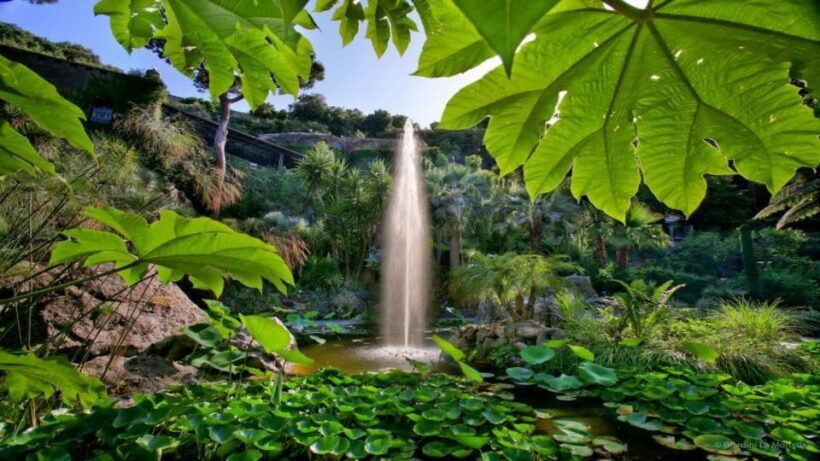 Ischia and Mortella Gardens Full-Day Tour from Sorrento - Exploring the Ischia and Mortella Gardens Full-Day Tour from Sorrento