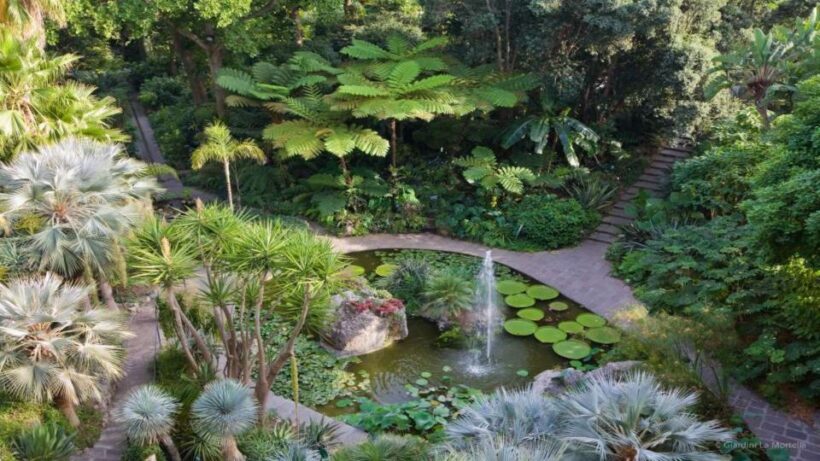 Ischia and Mortella Gardens Full-Day Tour from Sorrento - The Itinerary Breakdown