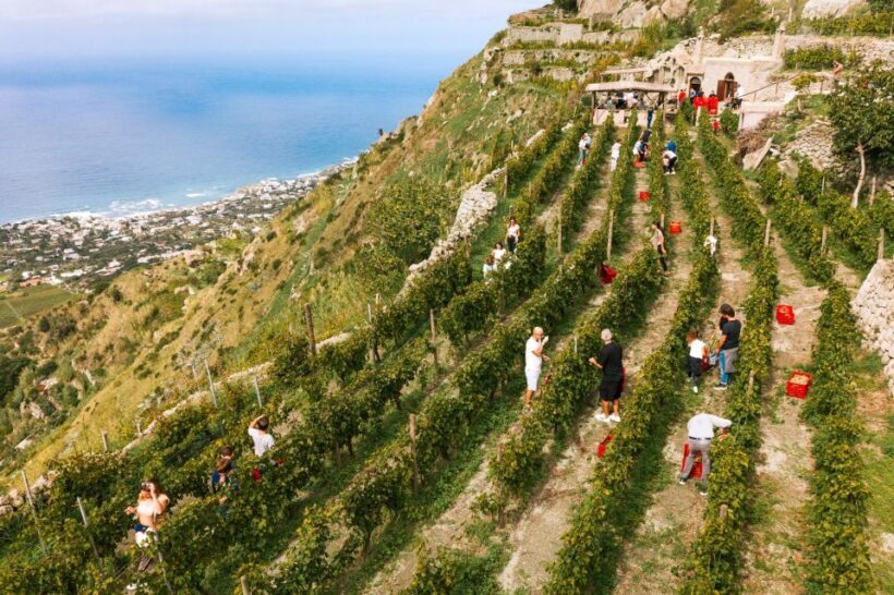 Ischia: Vineyard Tour & Wine Tasting Experience w/ Transfers - The Sum Up