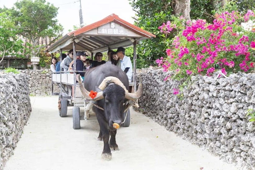 Ishigaki Island: Blue Cave Snorkeling & Taketomi Sightseeing - Authenticity, Authentic Experiences, and Overall Value