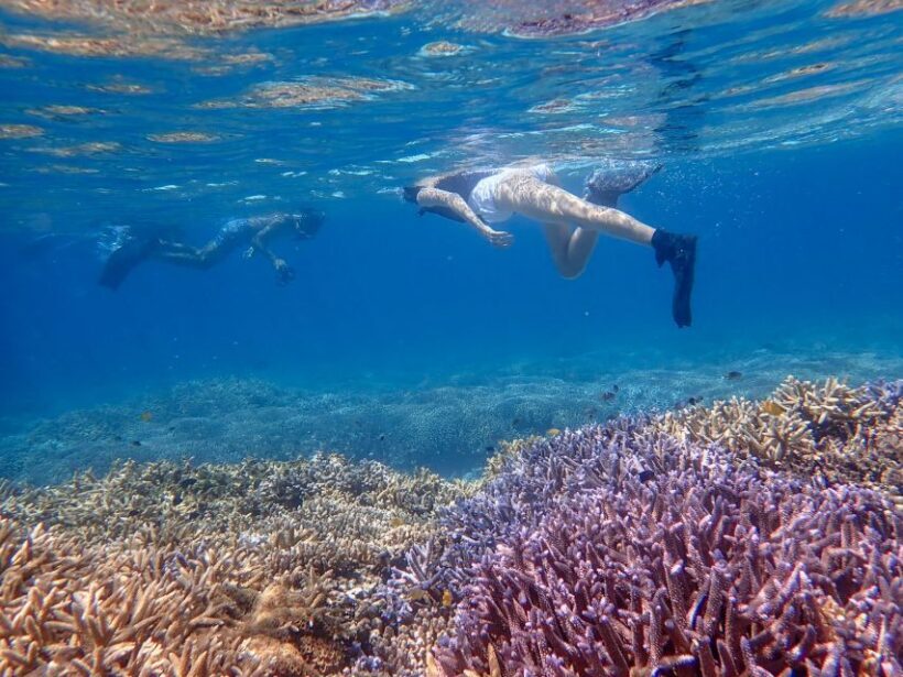 Ishigaki Island: Boat Snorkeling Tour at Phantom Island - Key Points