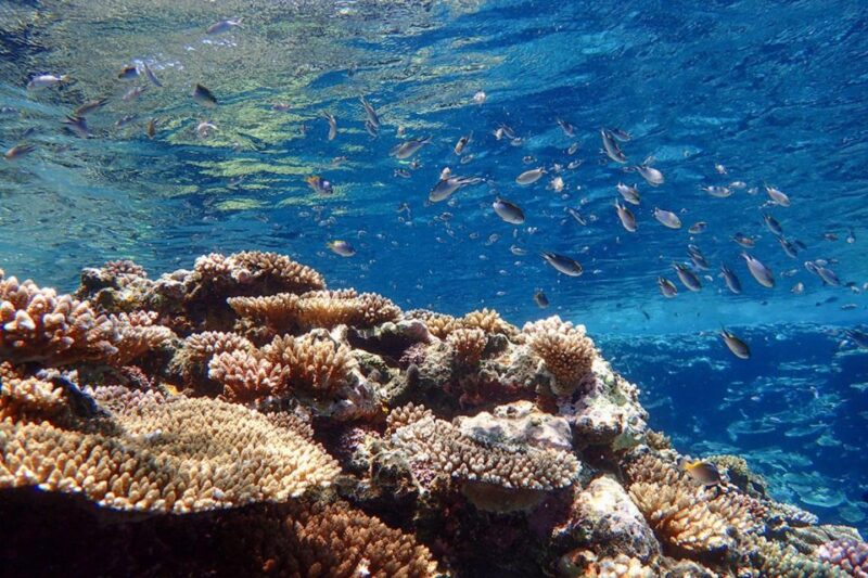 Ishigaki Island: SUP/Kayaking and Snorkeling at Blue Cave - Safety Considerations and Accessibility