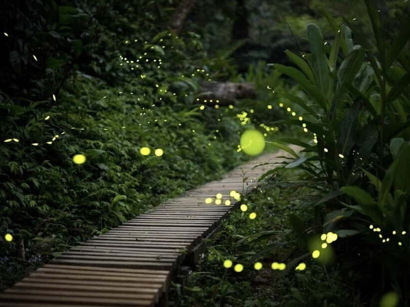 Ishigaki Island: Yaeyamahime Firefly Viewing Tour - Key Points