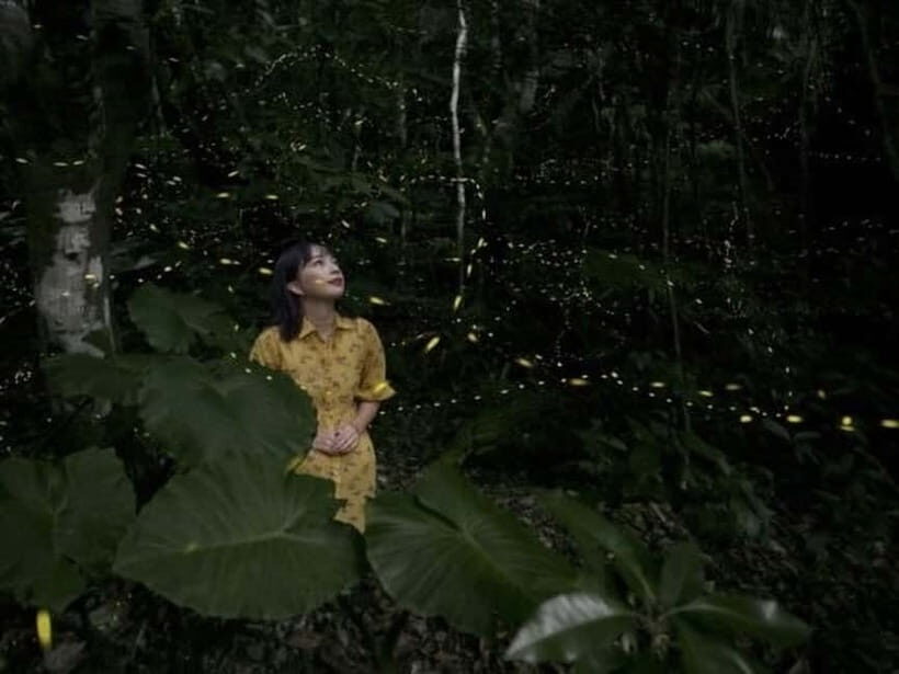 Ishigaki Island: Yaeyamahime Firefly Viewing Tour - A Detailed Look at the Experience