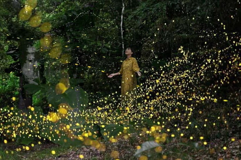 Ishigaki Island: Yaeyamahime Firefly Viewing Tour - Frequently Asked Questions