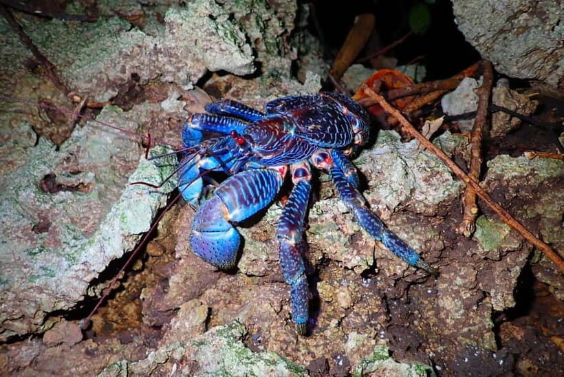 Ishigaki: Jungle Walk and Stargazing Night Tour - Key Points