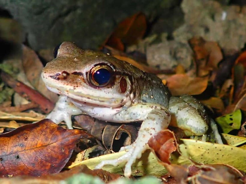 Ishigaki: Jungle Walk and Stargazing Night Tour - Logistics and Practical Considerations