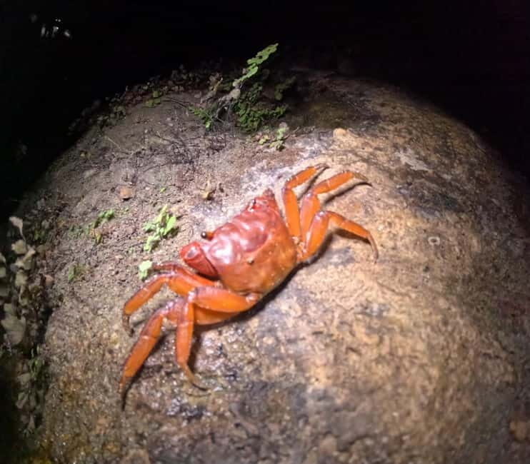 Ishigaki: Jungle Walk and Stargazing Night Tour - What Makes This Tour Stand Out?