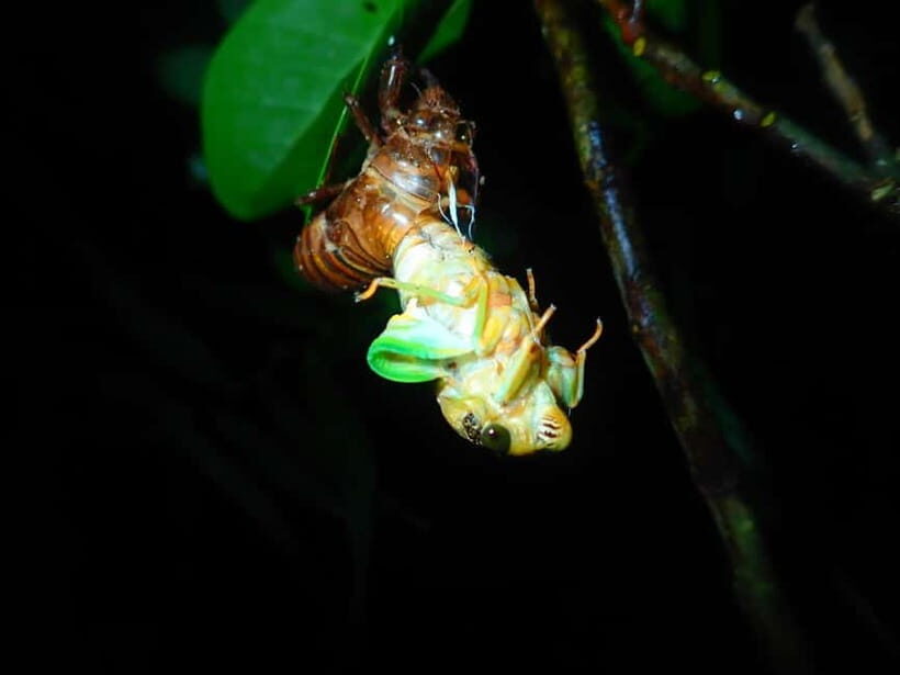 Ishigaki: Jungle Walk and Stargazing Night Tour - FAQ