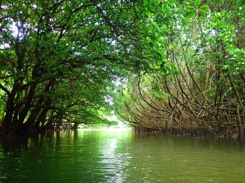 Ishigaki: Mangrove River Canoe + Phantom Island Snorkeling - Key Points