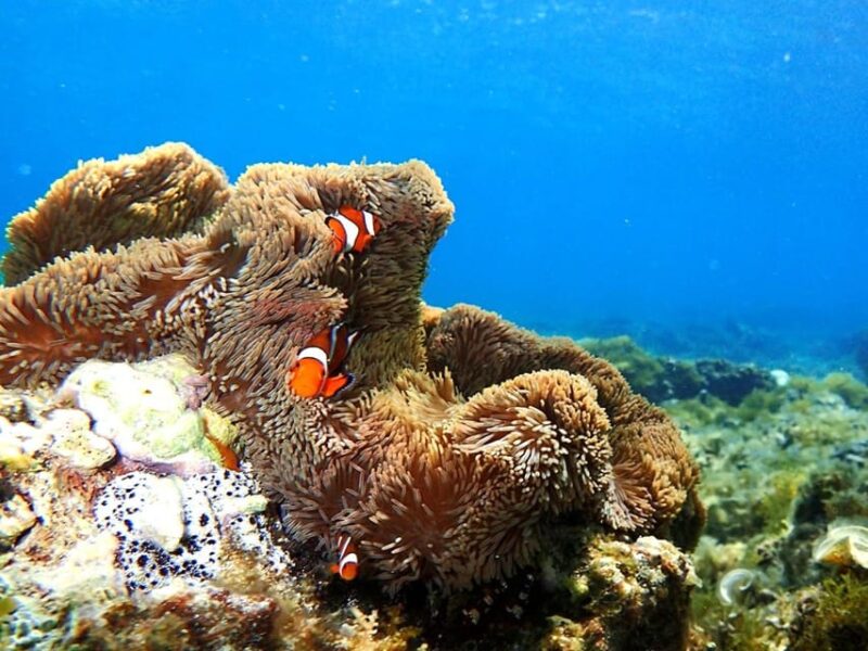 Ishigaki: Mangrove River Canoe + Phantom Island Snorkeling - Experience Highlights