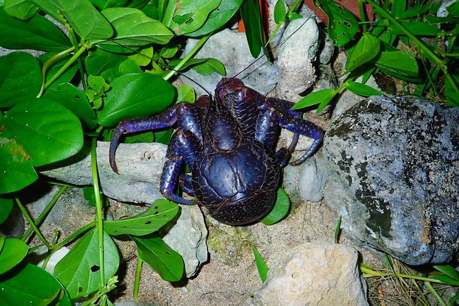 [Ishigaki] Night Jungle Tour - Tour Details and Inclusions