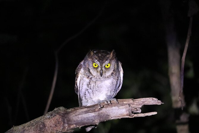 [Ishigaki] Night Jungle Tour - Explore the Ishigaki Jungle at Night