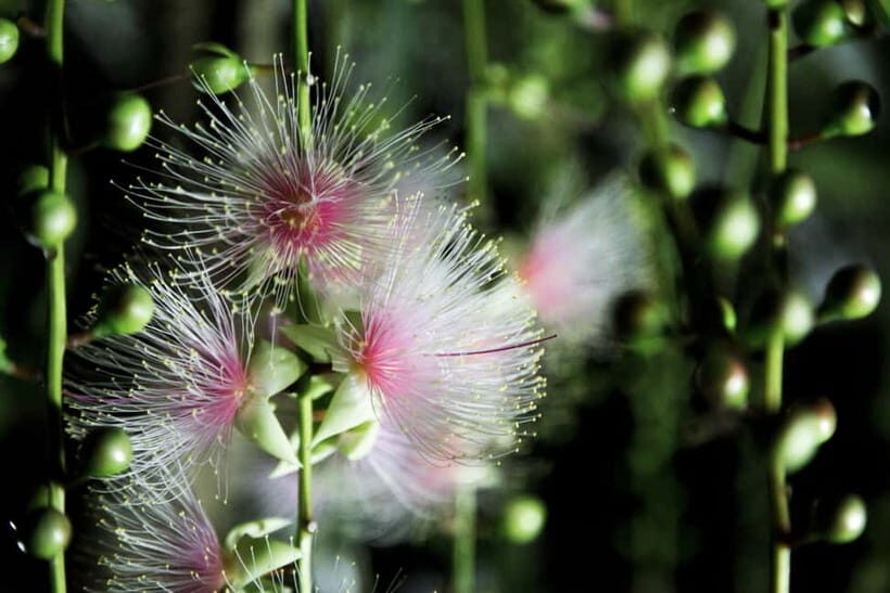 Ishigaki:A phantom flower withers overnight "Sagari-bana" - What Previous Travelers Say