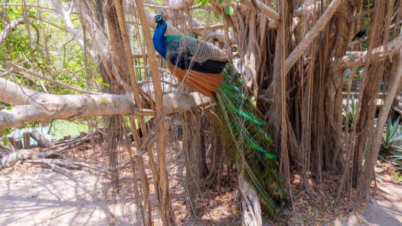 Isla Barú: Beach Club Access and Tour of the National Aviary - Final Thoughts