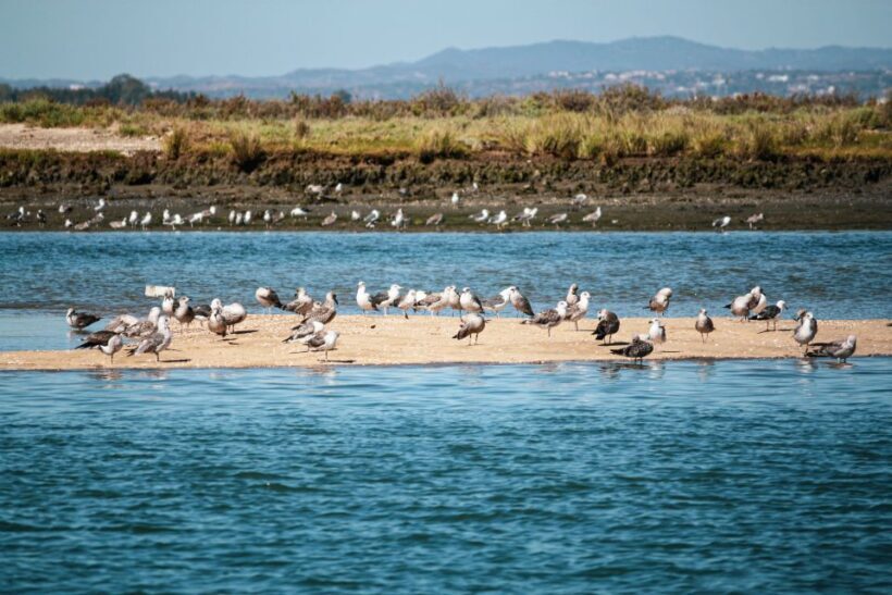 Isla Cristina/Isla Canela: Boat Trip Through the Marshes - Who Should Consider This Tour?