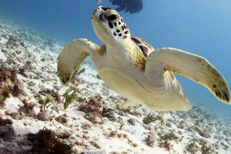 Isla Mujeres: 2-Tank Dive for Certified Divers - Final Thoughts