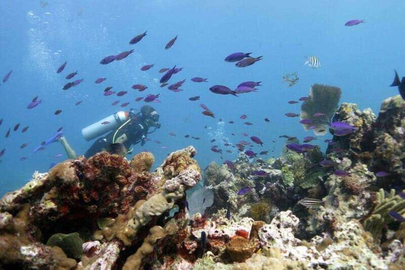 Isla Mujeres: PADI Open Water Diver Course - What to Expect from the PADI Open Water Diver Course