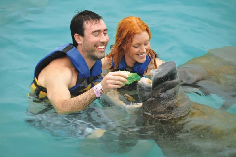 Isla Mujeres: Sea Lion & Manatee Interaction with Buffet - The Environment and Conservation Focus